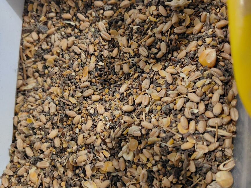 Зерносмесь с витаминами