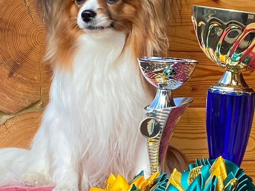 Щенок папийона