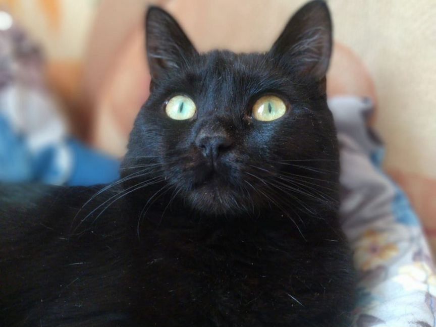 Котик - подросток