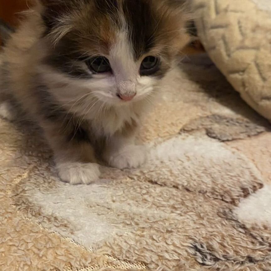 Котодевочка,бронь до 16.00