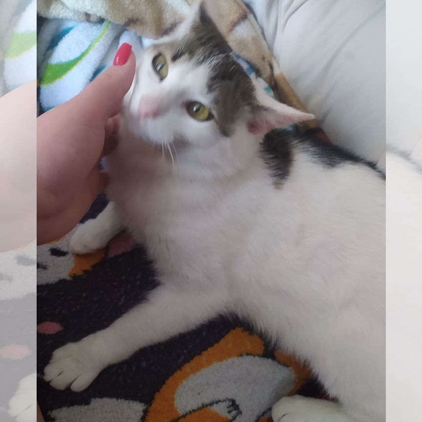 Взрослый кот в добрые руки