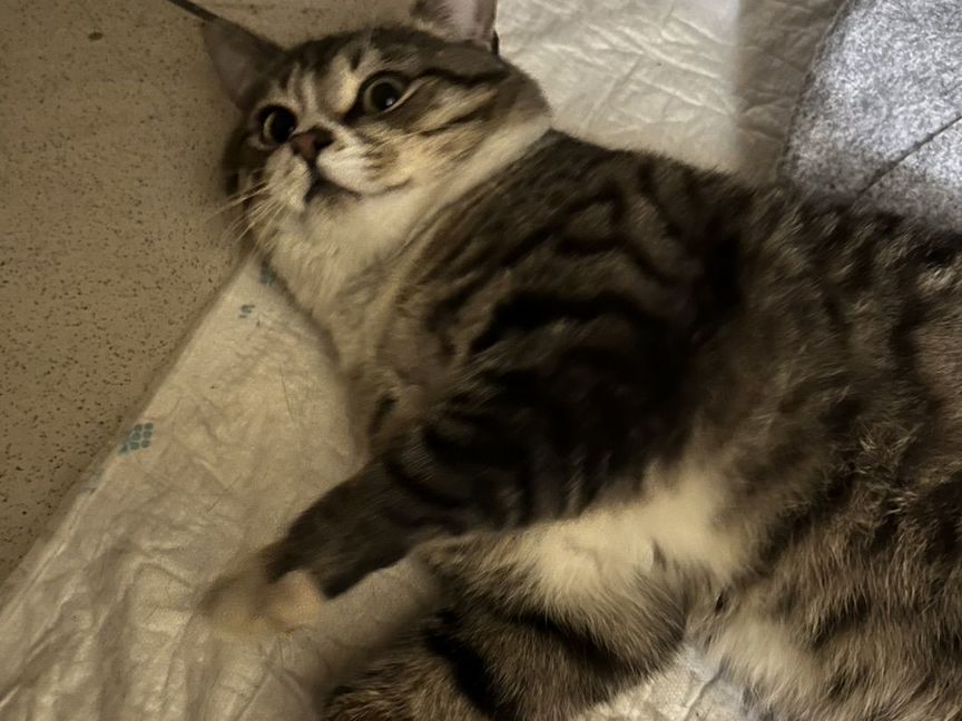 Кота в хорошие руки