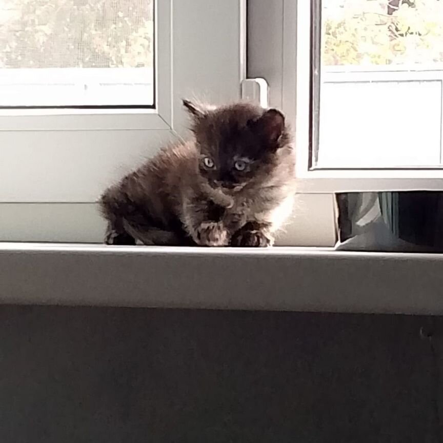 Кошечка в добрые руки с улицы