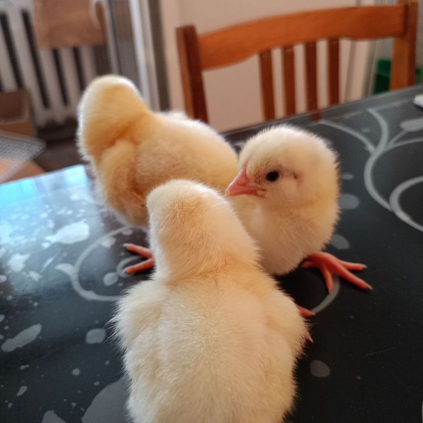 Цыплята бройлеры