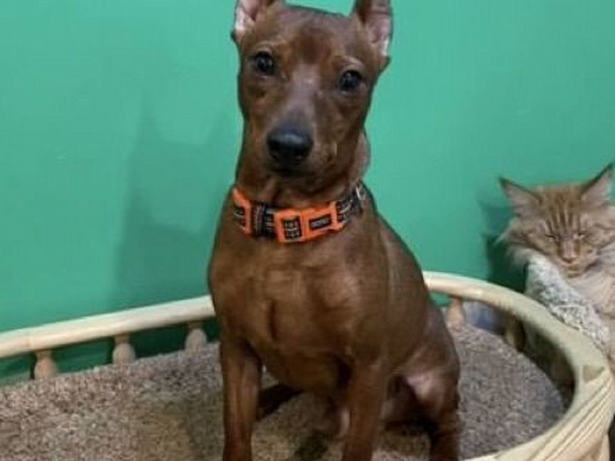 Доберман в миниатюре