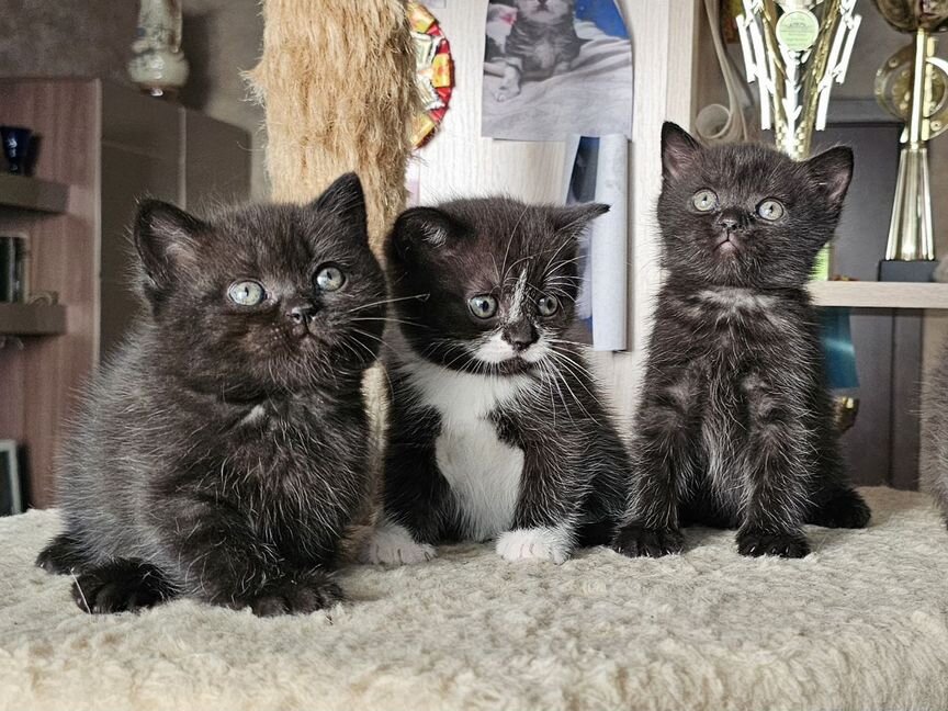 Котята Скоттиш фолд