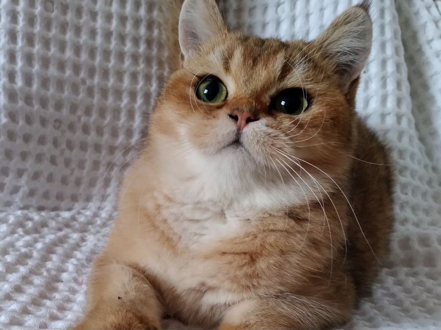 Золотой шотландский котик