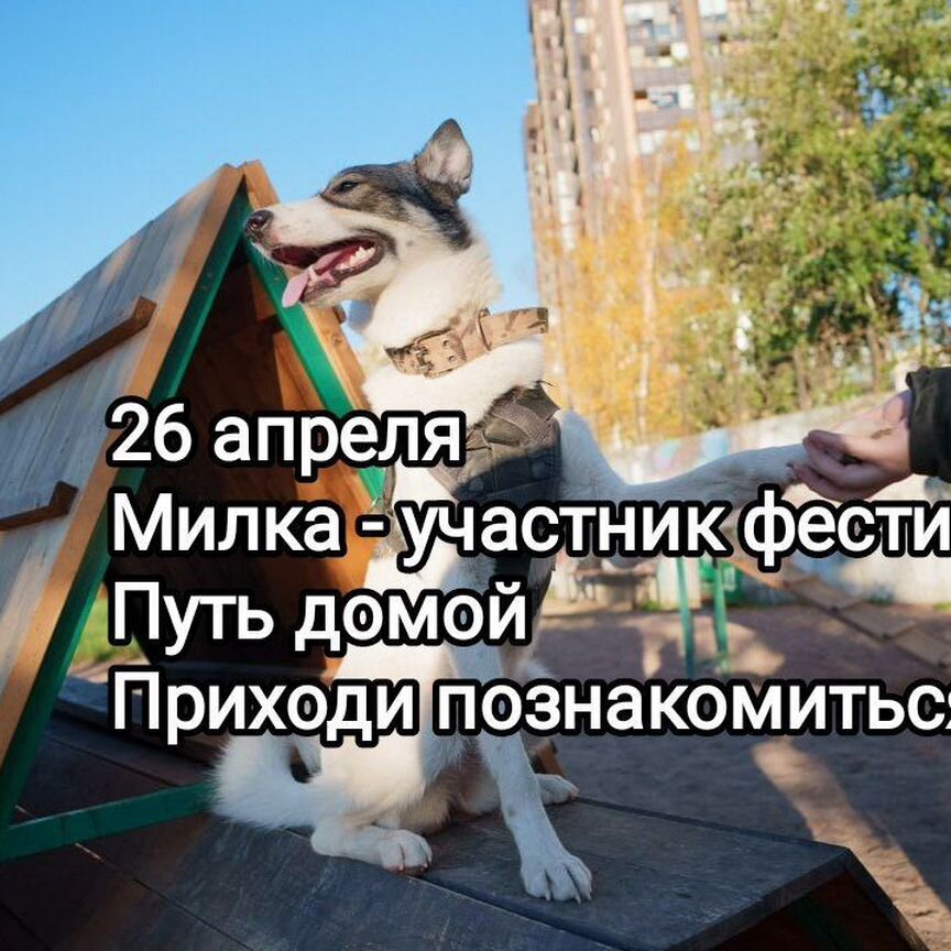 Милка на фестивале Приходи Собака в добрые руки