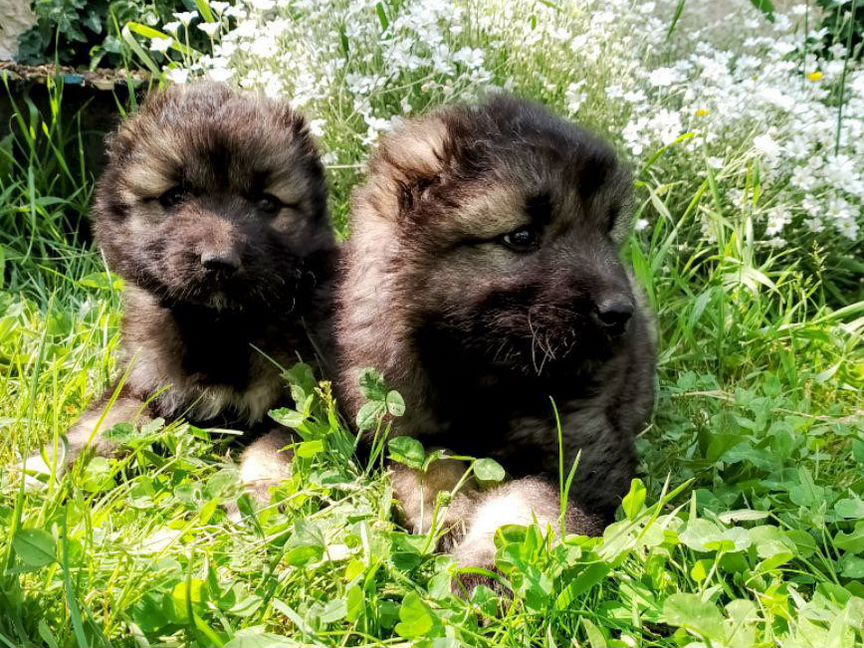 Кавказская овчарка