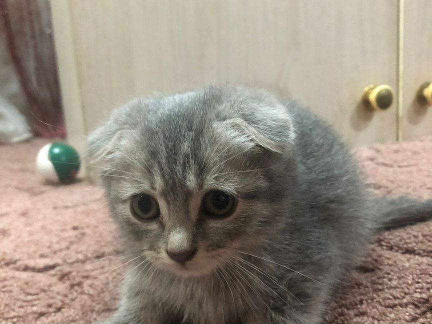 Котята от шотландской вислоухой кошки
