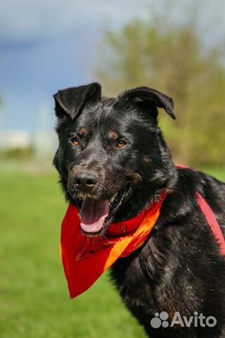 Снупи юн и как щенок, спасите его из приюта