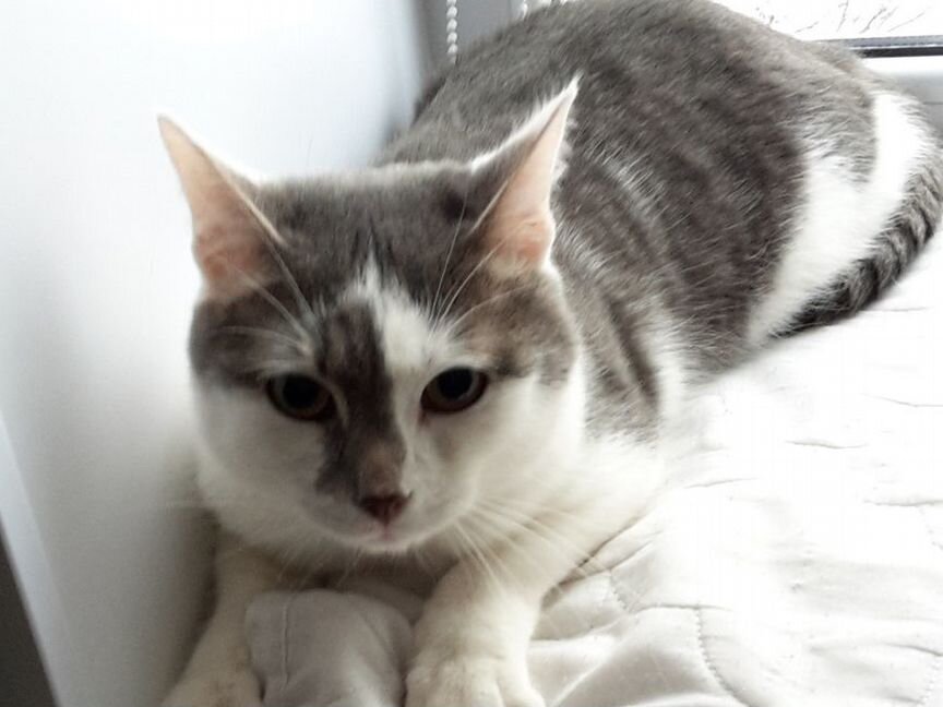 Котик ищет хороших хозяев