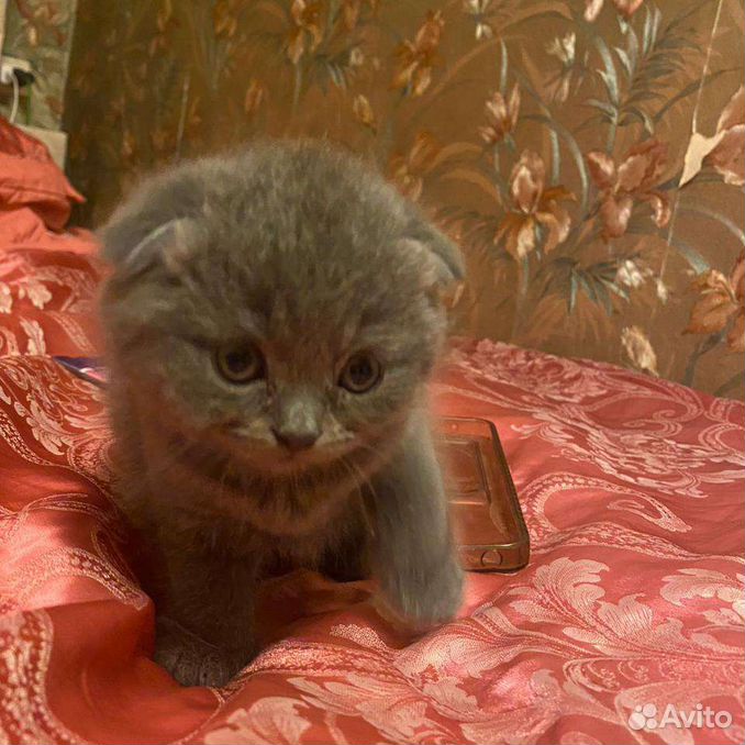 Шотланский вислоухий котенок серый