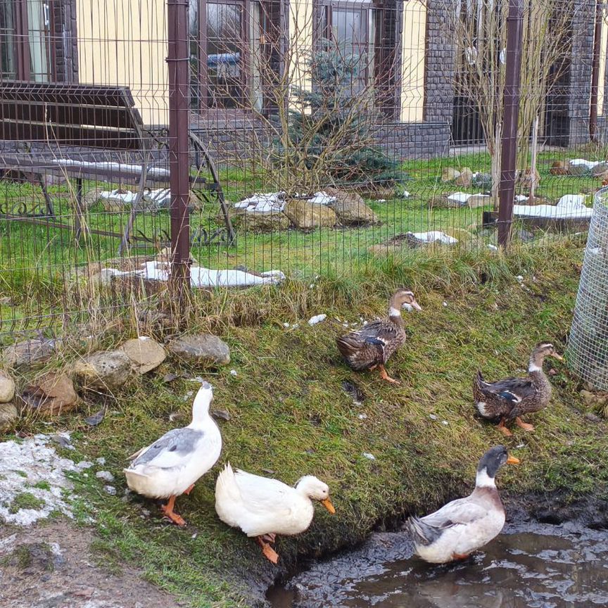 Утки башкирки