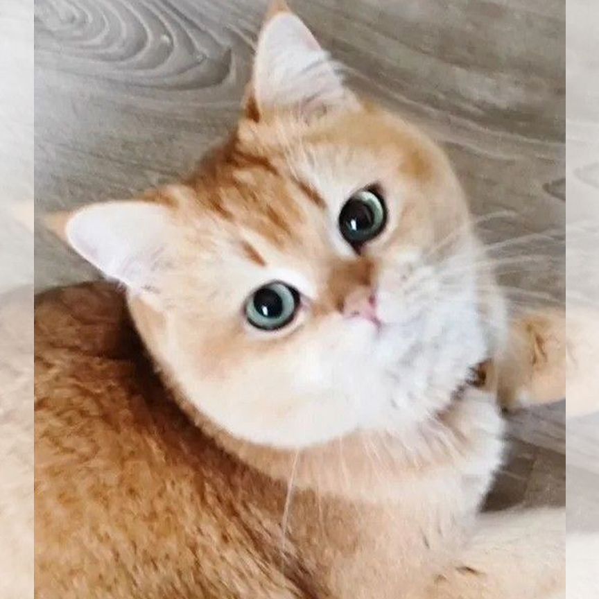 Брутальный Шотландский кот, ny12, вязка