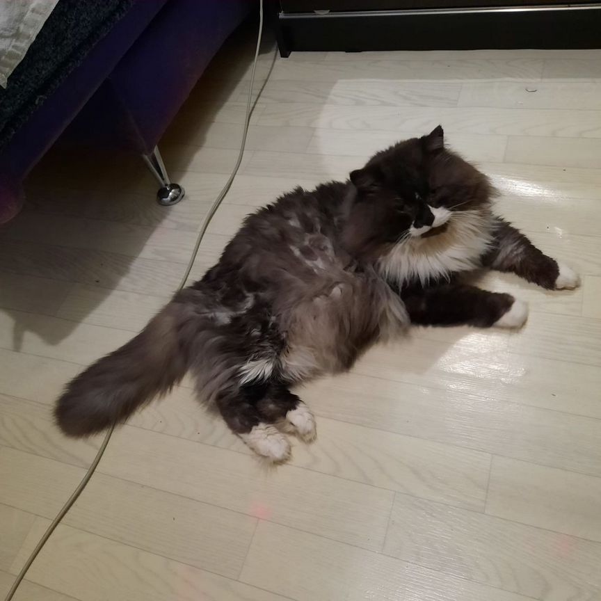 Кот Бася