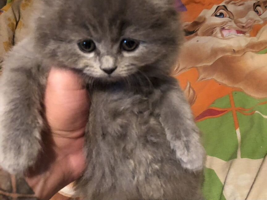 Шотландские котята