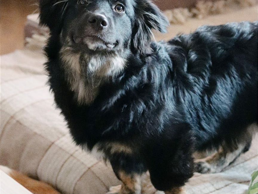 Собака в добрые руки отдам бесплатно