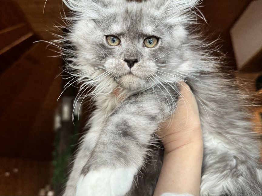 Роскошная девочка породы мейн-кун