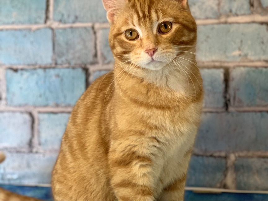 Рыжий Жорик