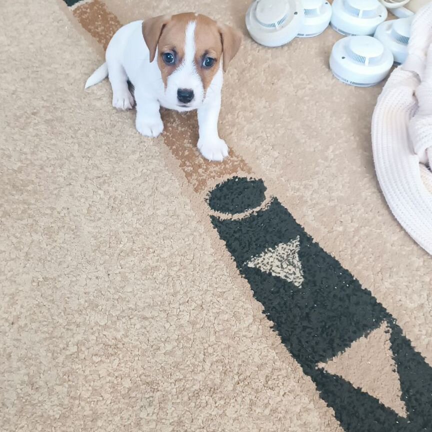 Джек-рассел-терьер, щенок