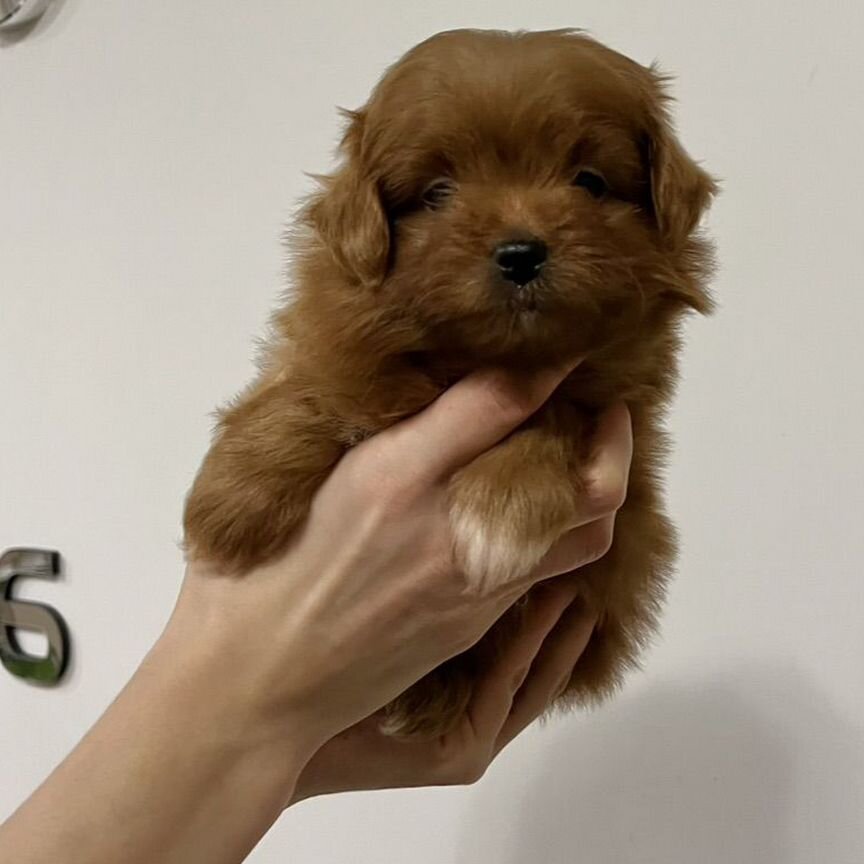 Мальтипу, щенок