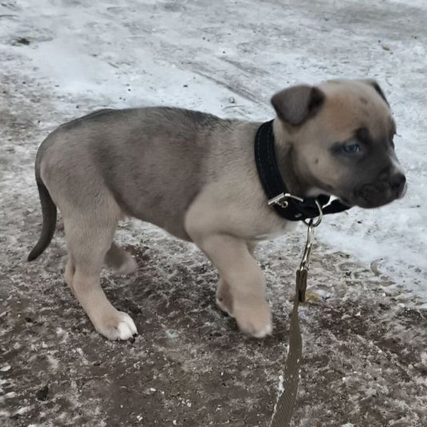 Американский стаффордширский терьер, щенок