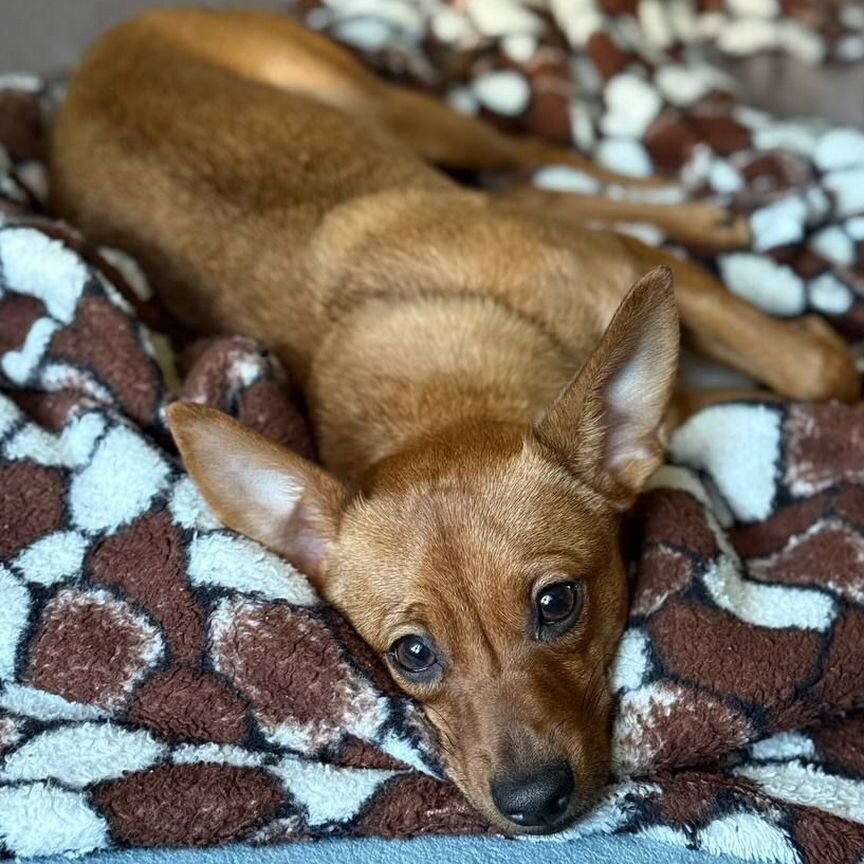 Русский той-терьер, щенок