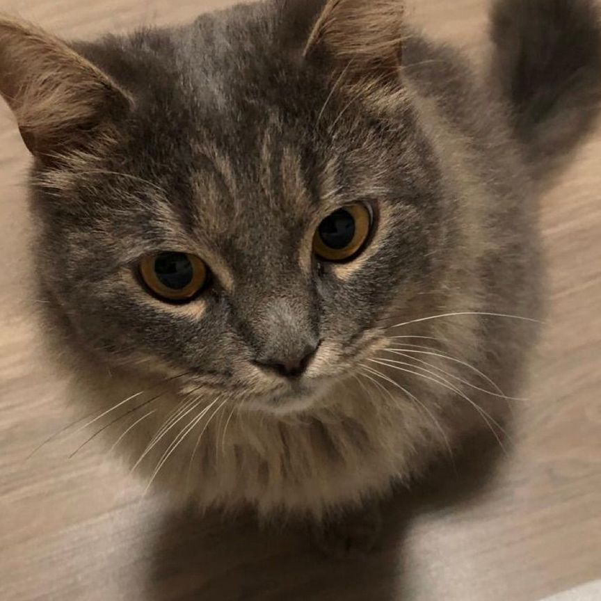 Кот котенок в добрые руки