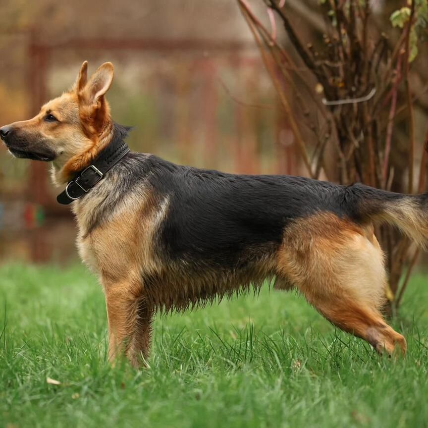 Немецкая овчарка в добрые руки