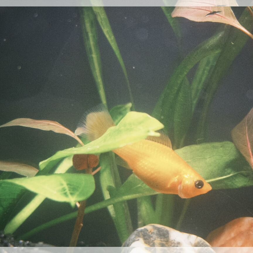 Самка моллинезии