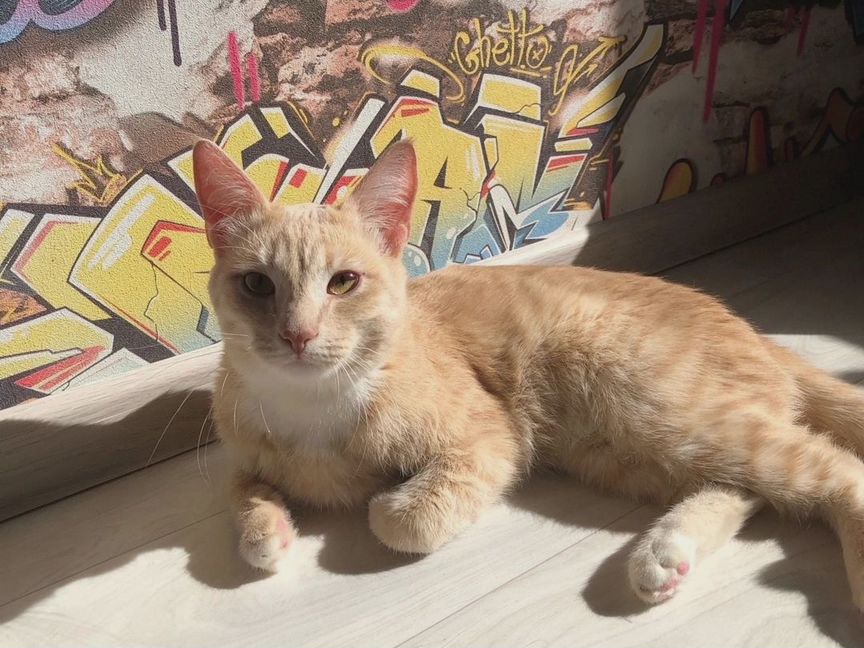 Котик Проша, ему 9 месяцев