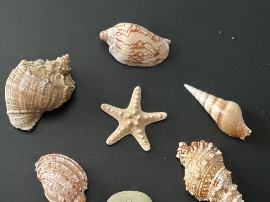 Морские ракушки и раковины пакетом