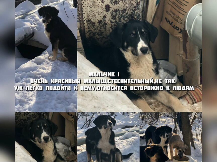 Щенки в добрые руки SOS