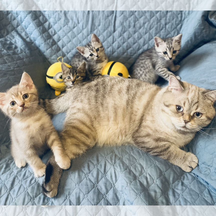 Шотландские прямоухие котята