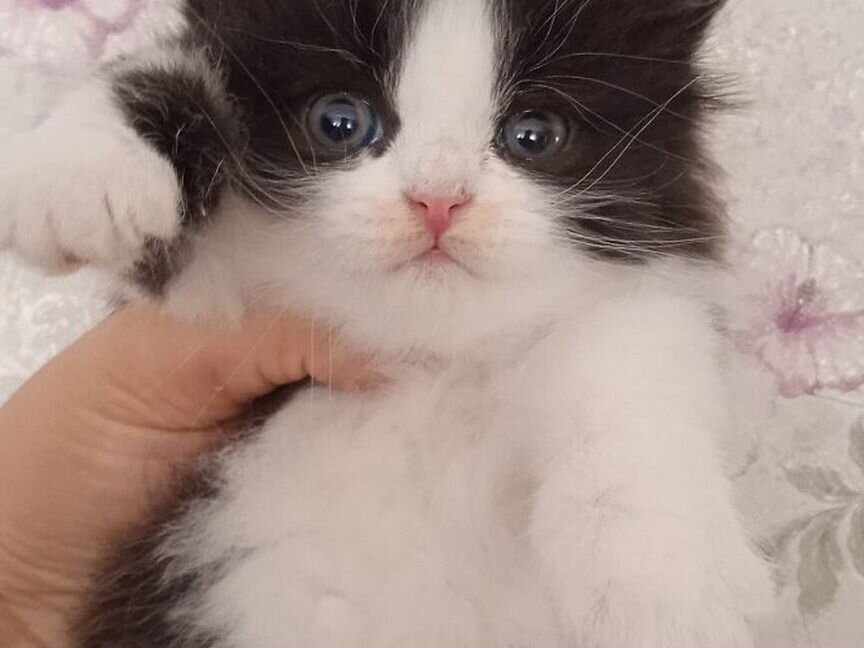 Котенок в добрые руки