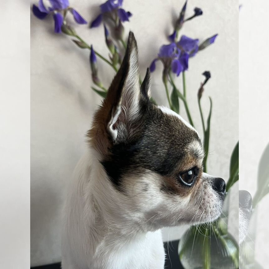 Вязка кобель чихуахуа