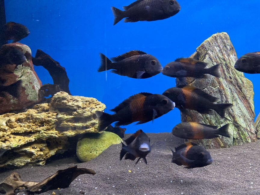 Продам цихлид