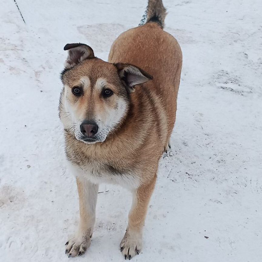 Собака в добрые руки отдам бесплатно