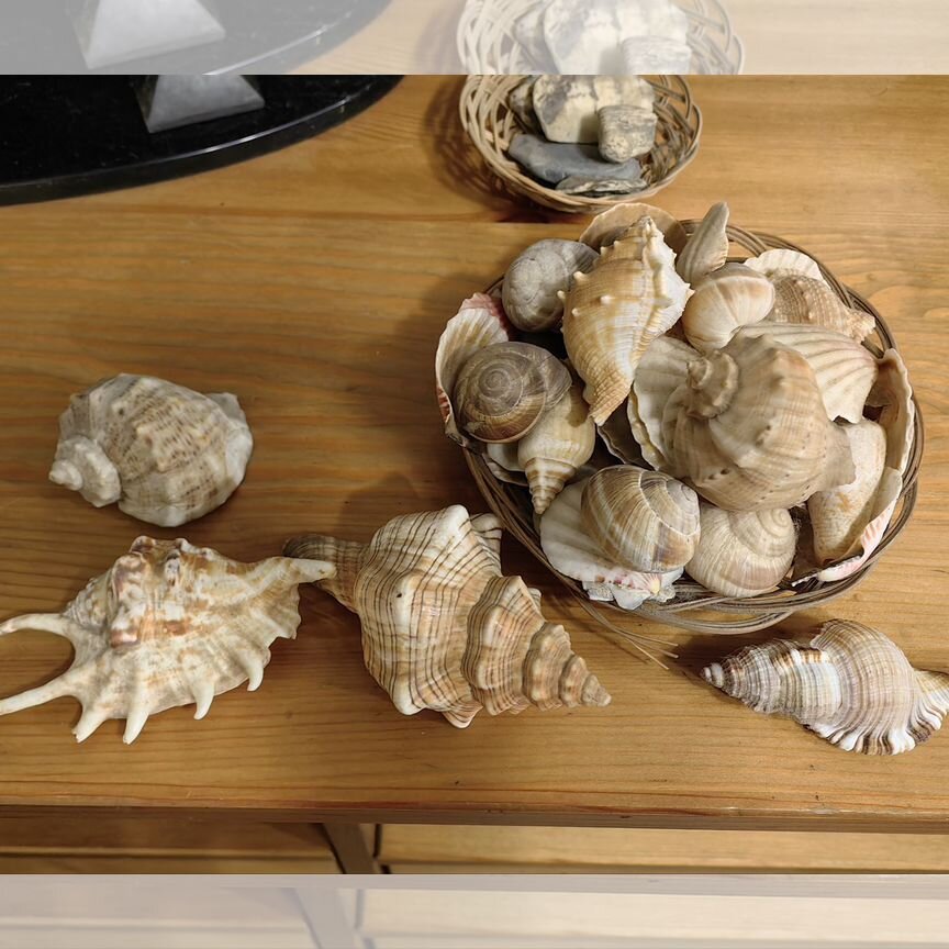 Морские ракушки раковины