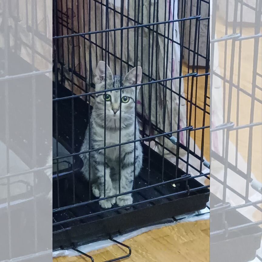 Котенок в добрые руки