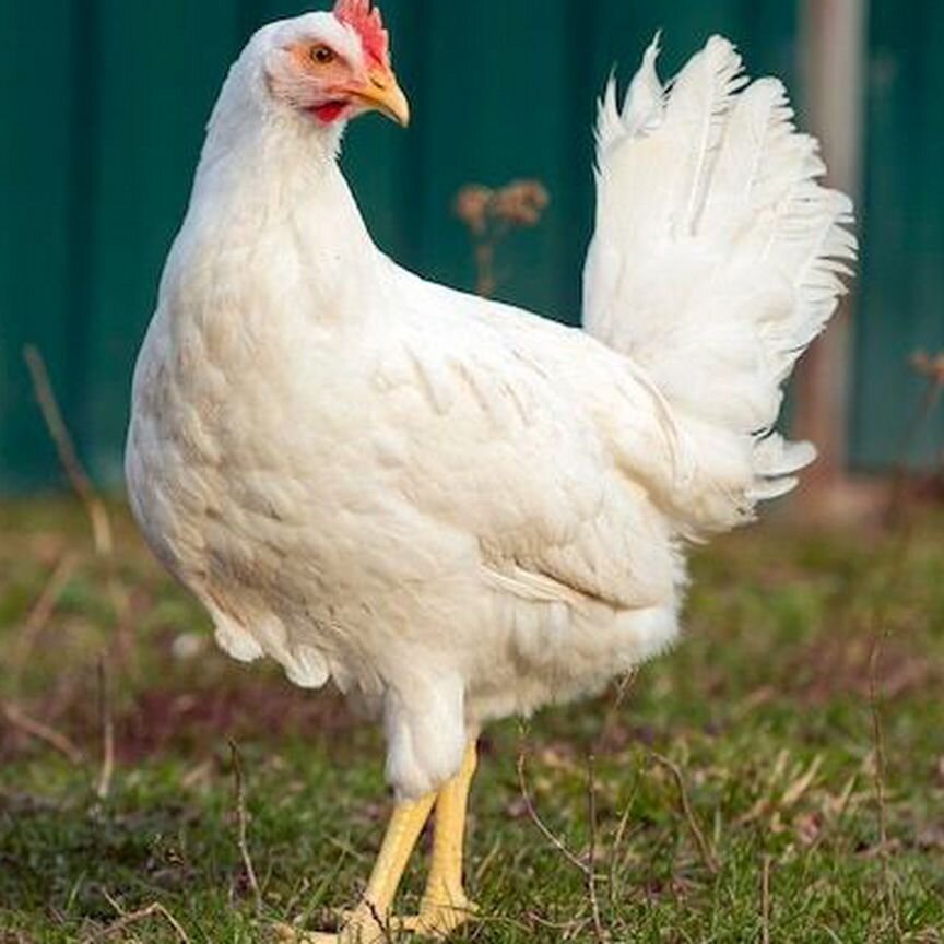 Куры несушки продам