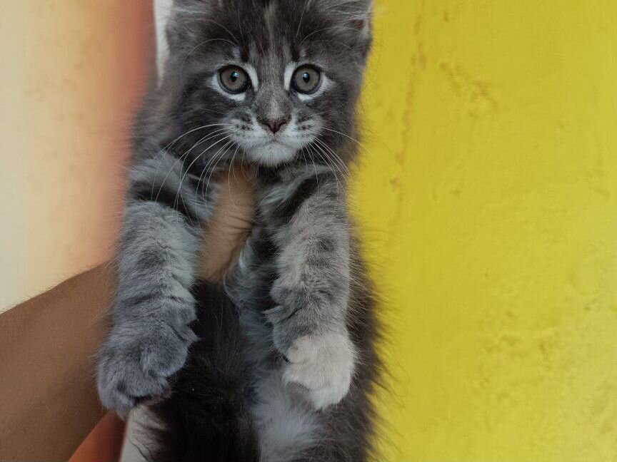 Мейн-кун кошечка котенок