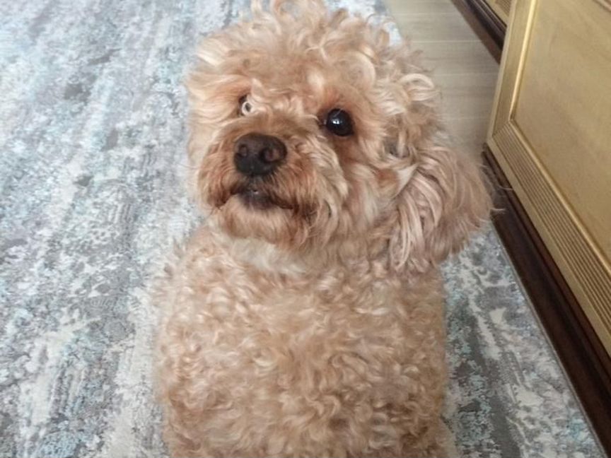 Отдам собаку в добрые руки