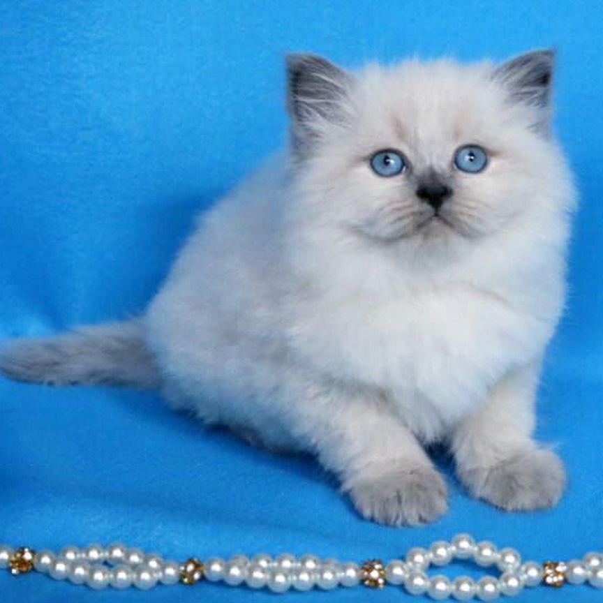 Невские маскарадные котята