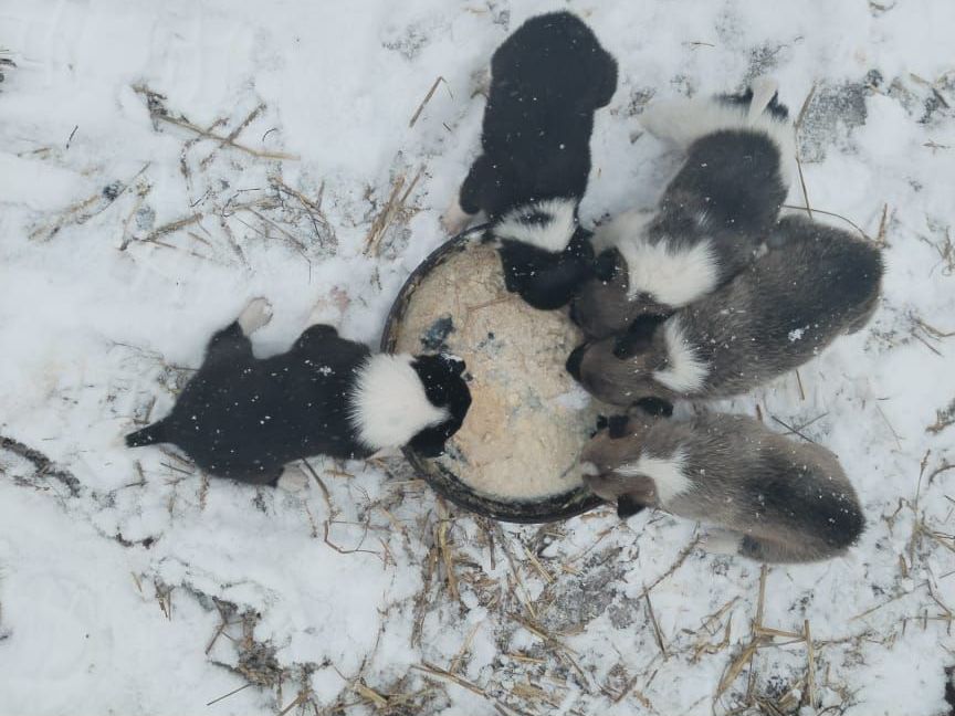 Щенки лайки