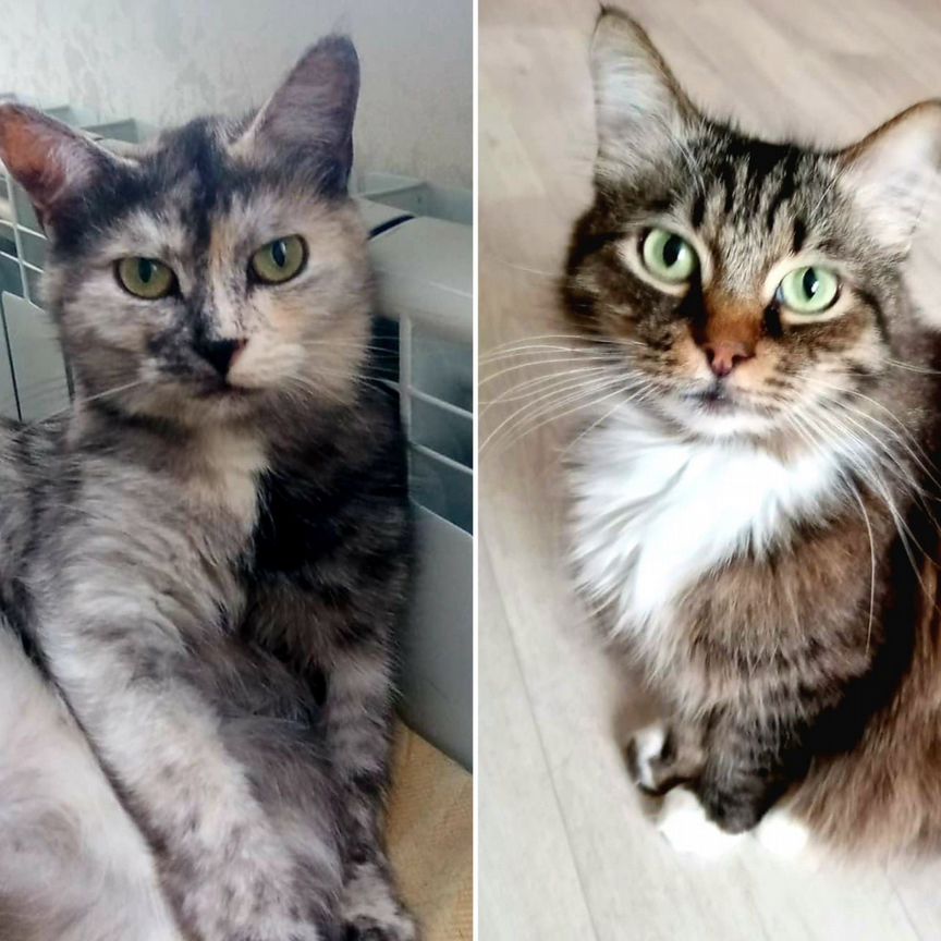 Котики ищут дом