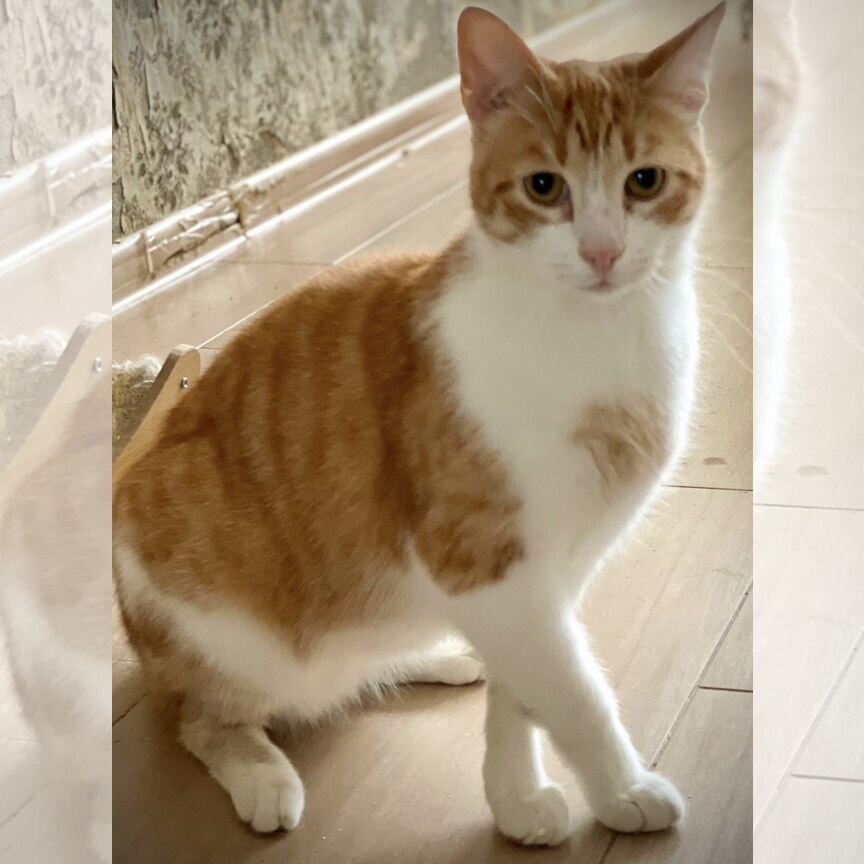 Котик в добрые руки Мартин