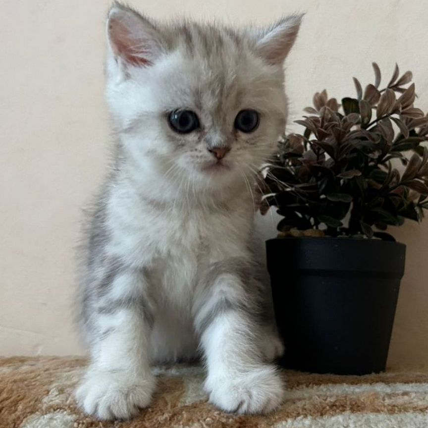 Шотландский прямоухий короткошёрстный котёнок