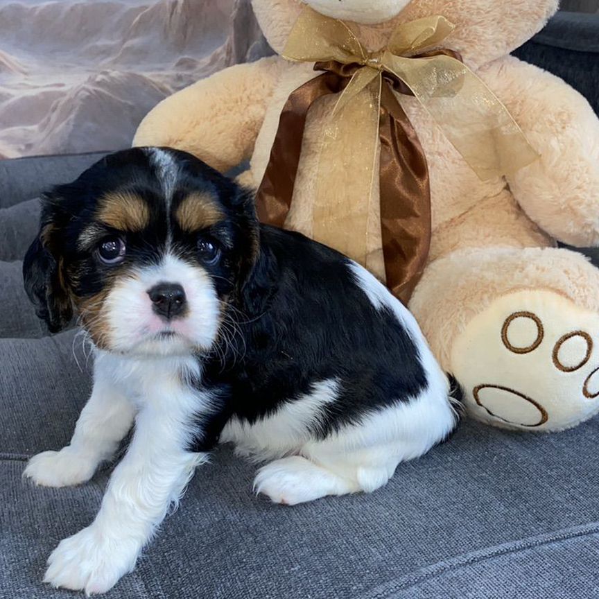 Кавалер кинг-чарльз-спаниель, щенок